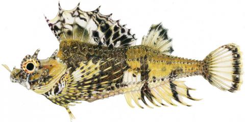 List of Salish Sea fish grows to 253 species | Puget Sound Institute