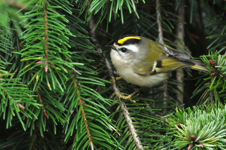 Terrestrial birds Archives | Puget Sound Institute