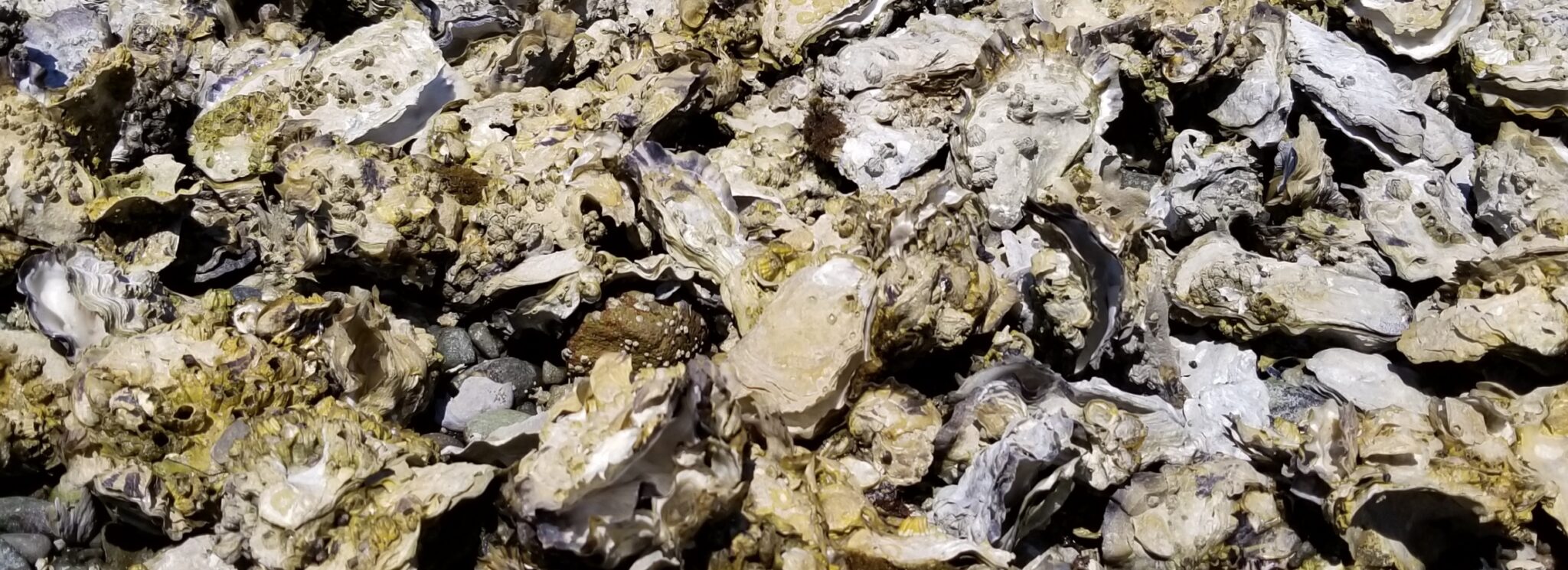 Clams – Puget Sound Institute