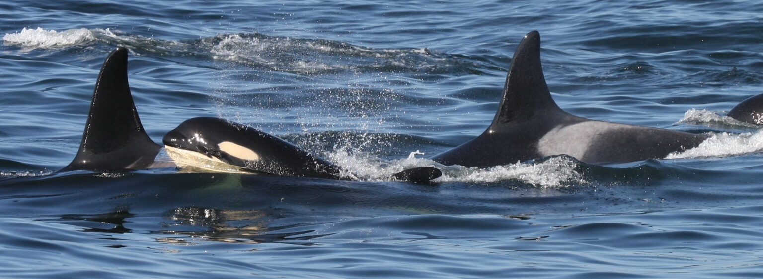 Killer whales – Puget Sound Institute