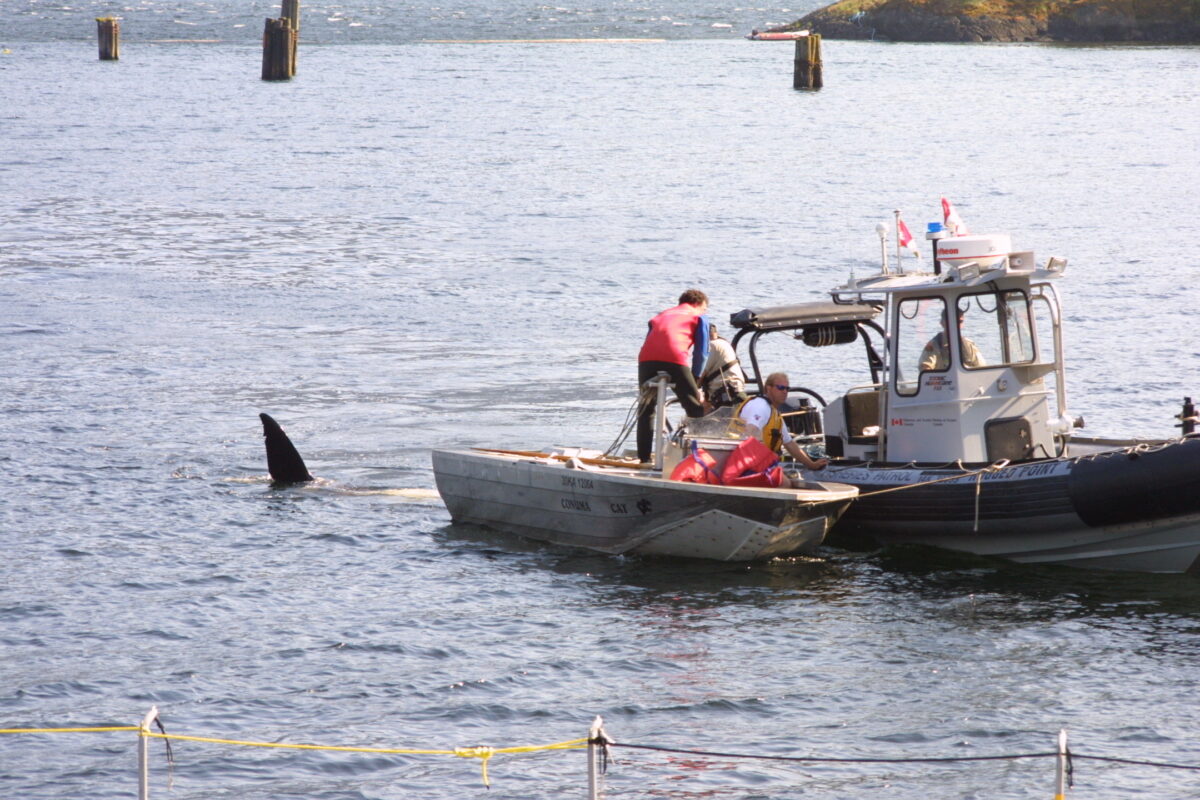 Remembering Ken Balcomb and his extraordinary life with killer whales | Puget Sound Institute