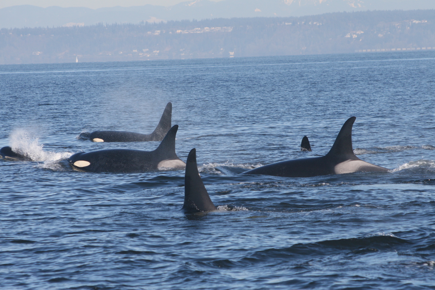 Inbreeding hinders population recovery among endangered Southern ...