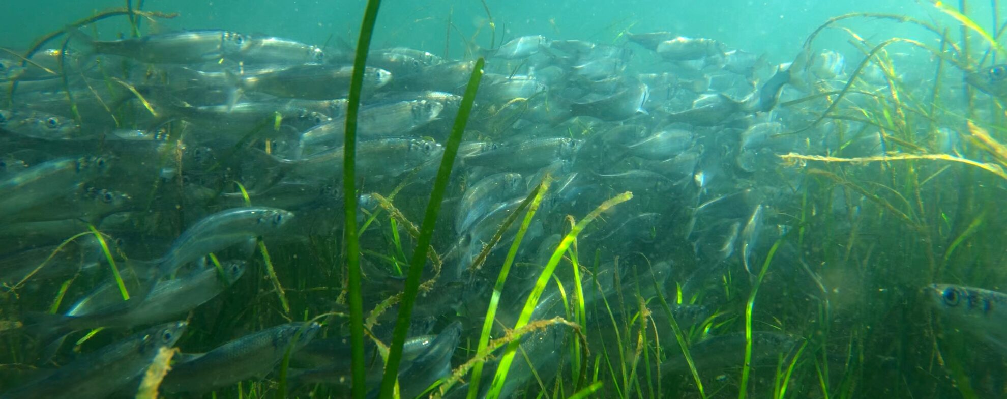 Puget Sound Institute