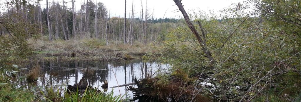 Puget Sound Institute