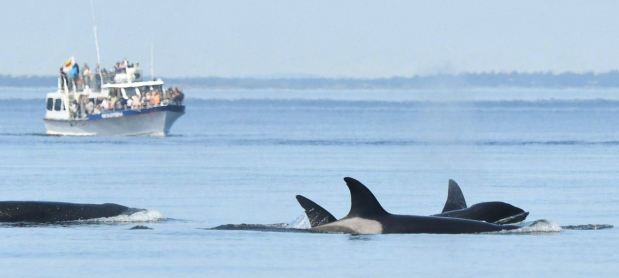 Recreational boaters play an important role in protecting endangered ...