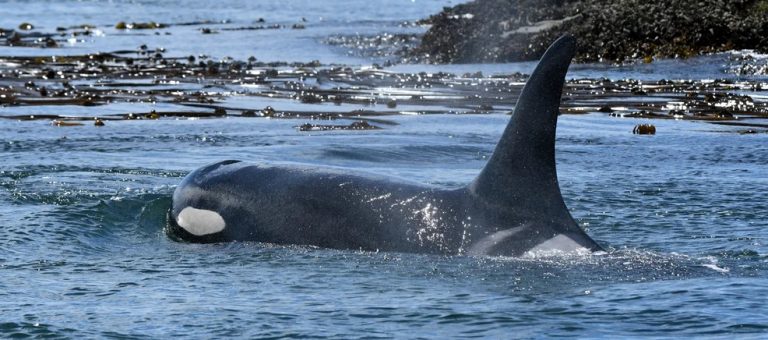 Puget Sound Institute