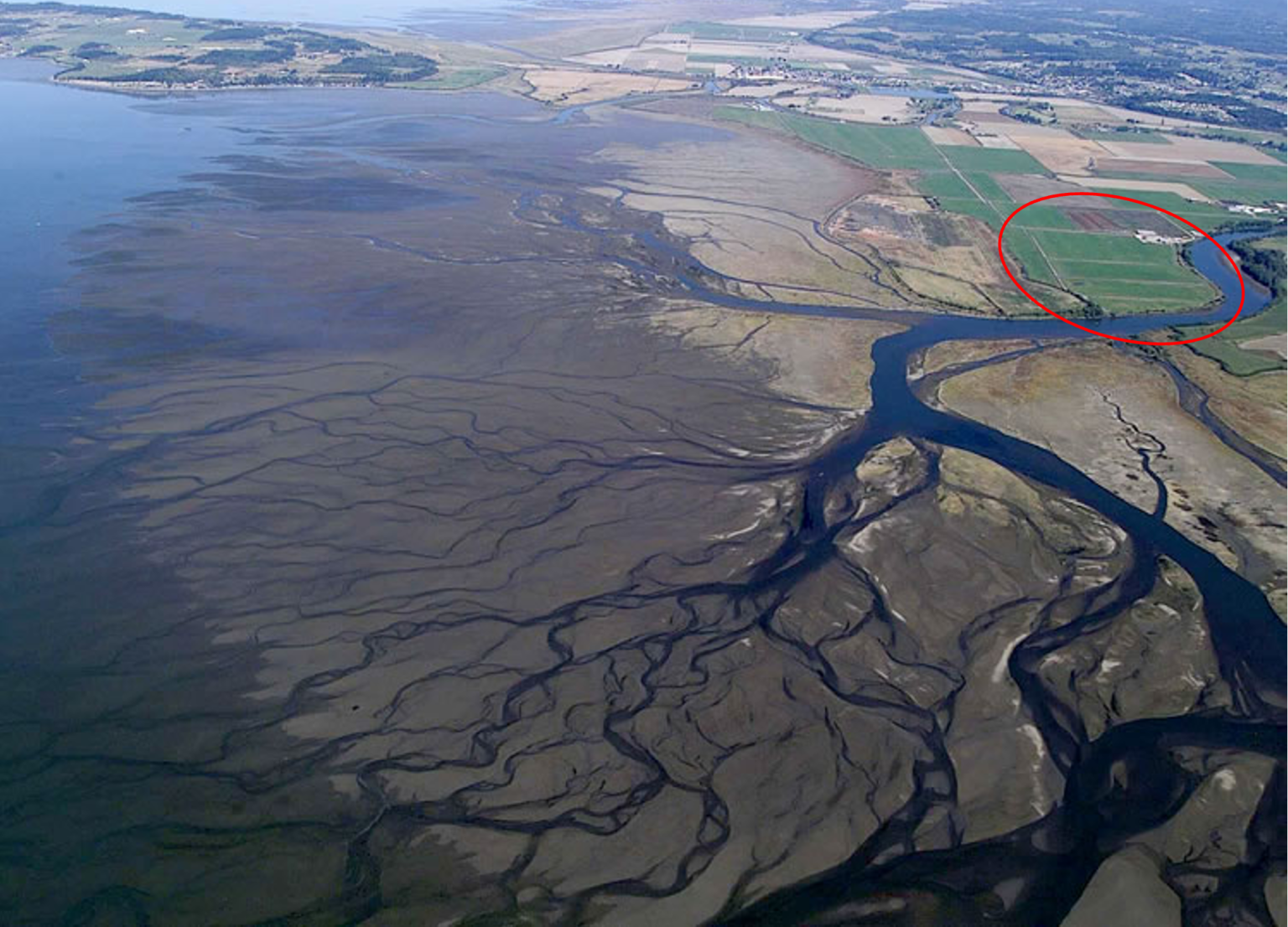 Photo essay: Rebirth of an estuary | Puget Sound Institute