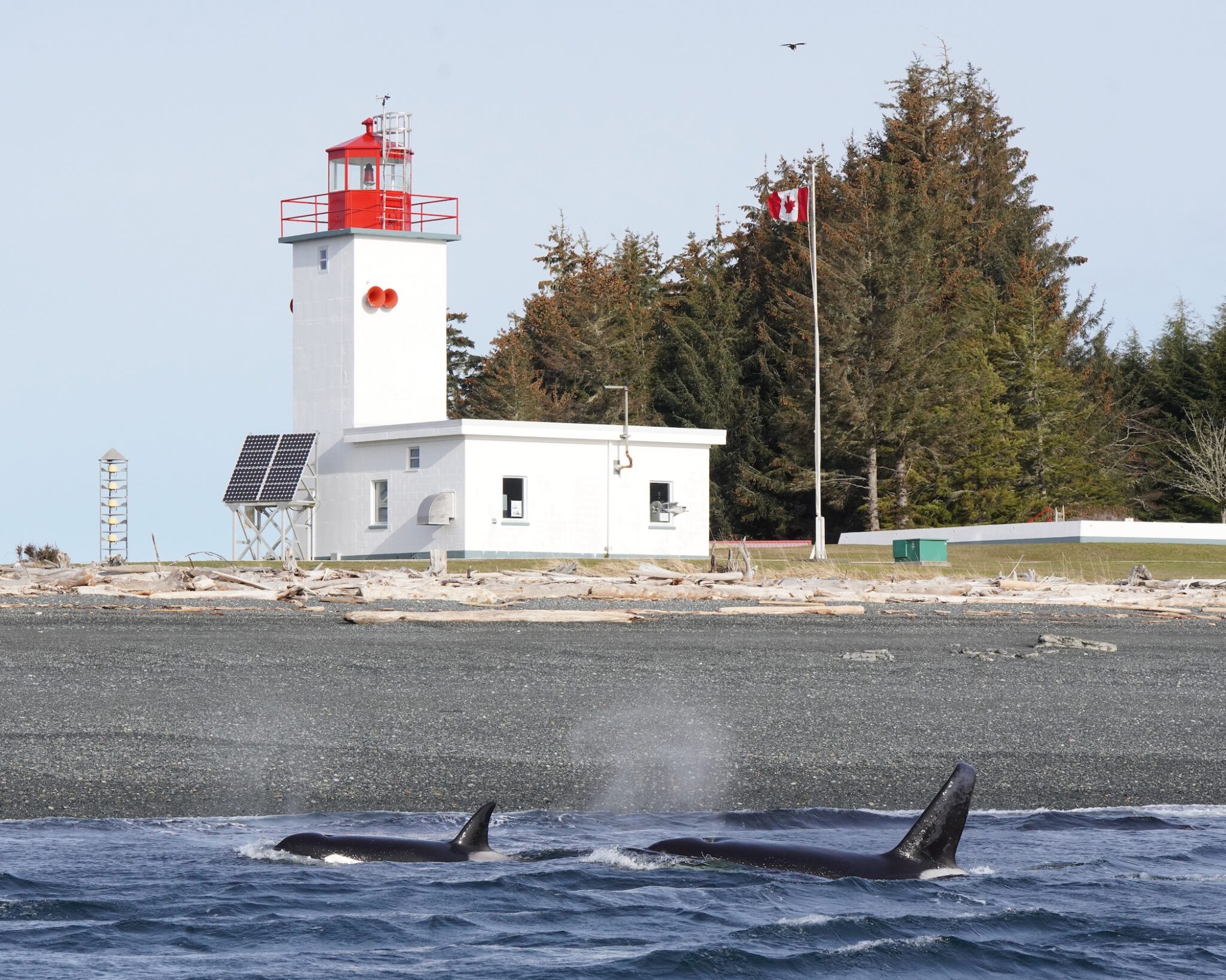 Research and whale watching enhanced with artificial intelligence to ...