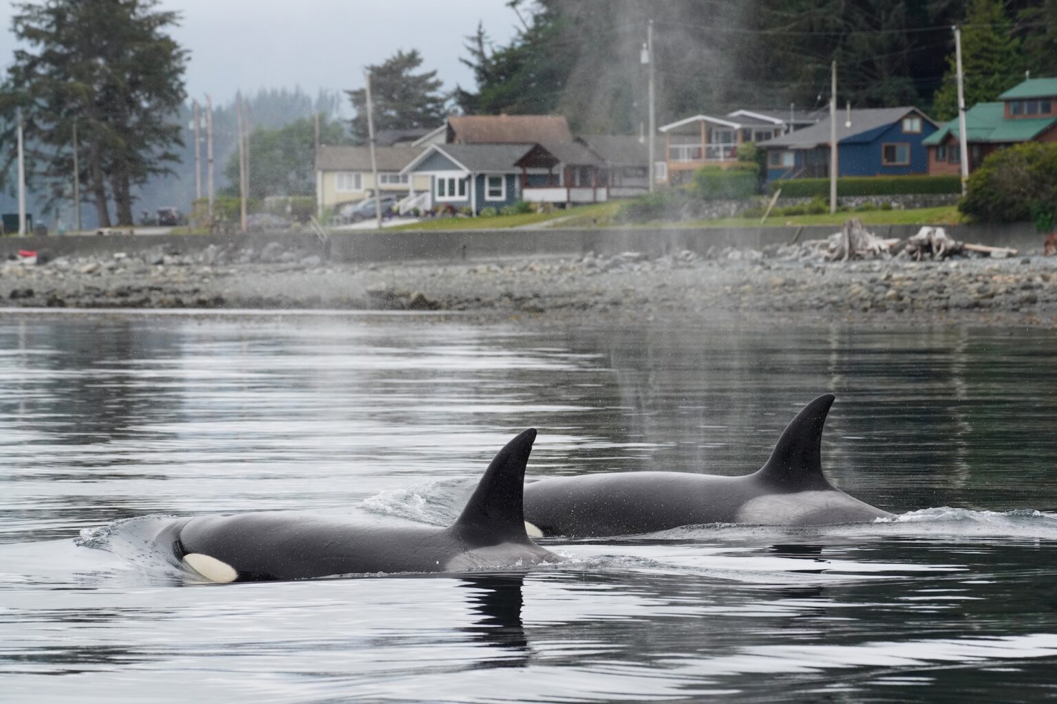 Research and whale watching enhanced with artificial intelligence to ...