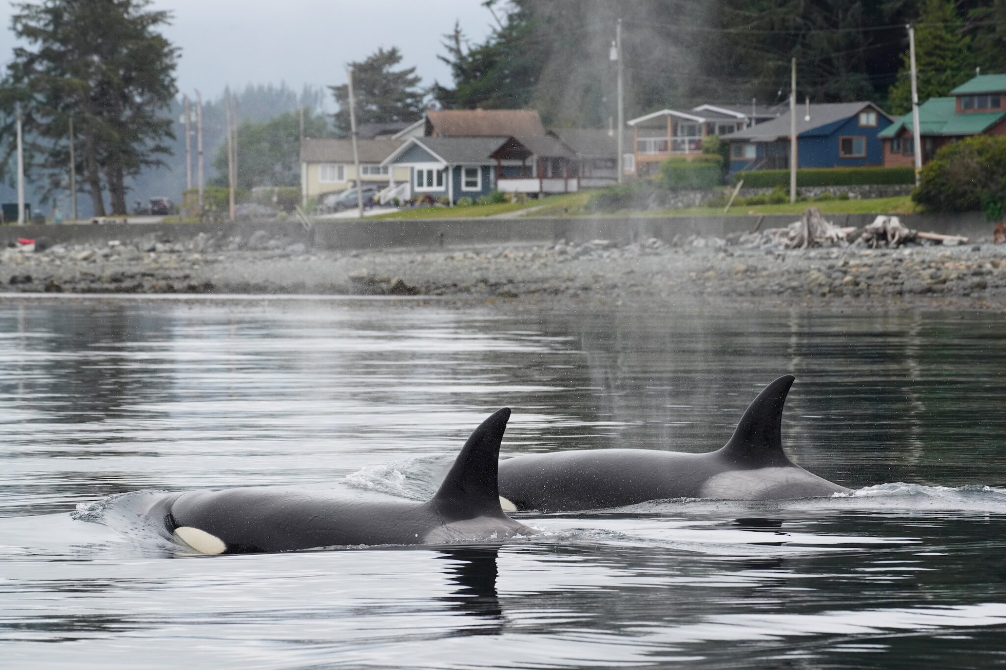 Research and whale watching enhanced with artificial intelligence to ...