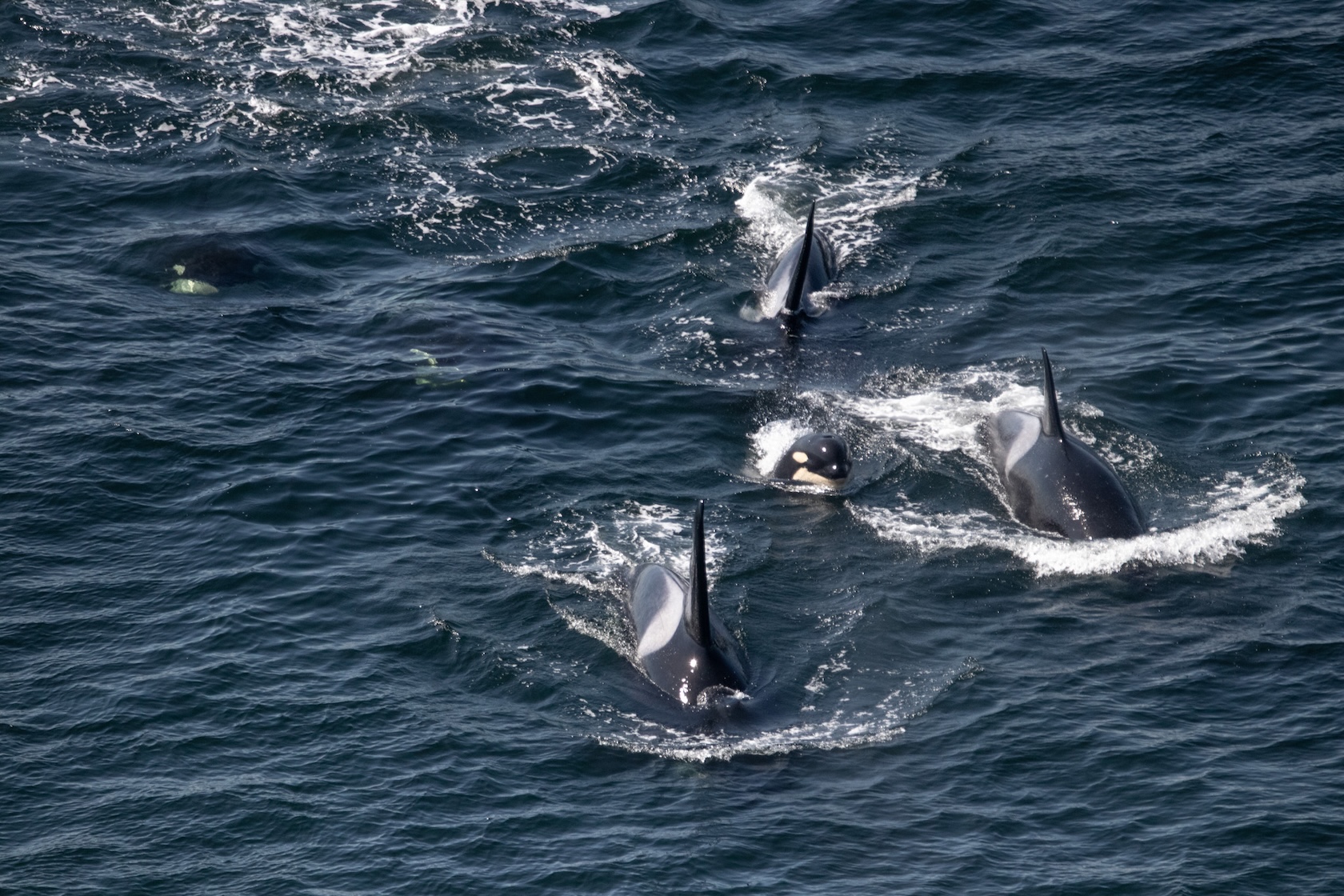 Experts expect the recent arrival of chum salmon to bring orcas back to ...
